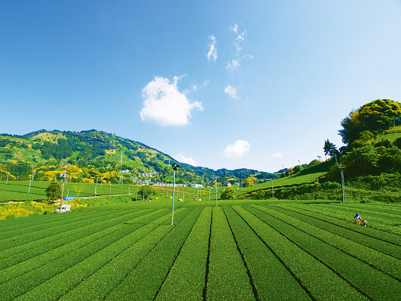 Green tea plantation | Kakegawa Tourism City Promotion